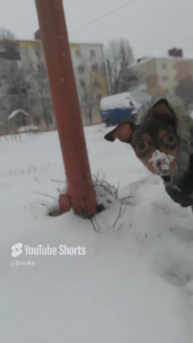 МОЙ ПЕС ЛАКИ И ПЕРВЫЙ СНЕГ | КАК РУССКИЙ ТОЙ РЕАГИРУЕТ НА СНЕГ | СОБАКИ МЕЛКИХ ПОРОД ЗИМОЙ #питомец