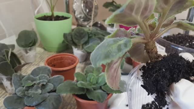 ЛАЙФХАК!👍Как УСКОРИТЬ и УПРОСТИТЬ пересадку Фиалок!