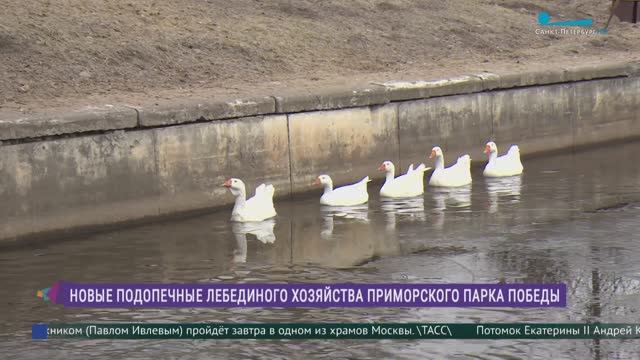 Новые подопечные лебединого хозяйства Приморского парка Победы