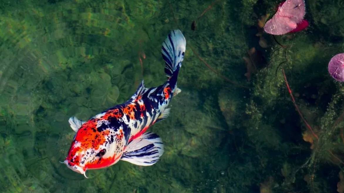 РР4 Ахтуба-Озеро Медное — буффало и цветные карпы Русская Рыбалка 4 (93 серия)