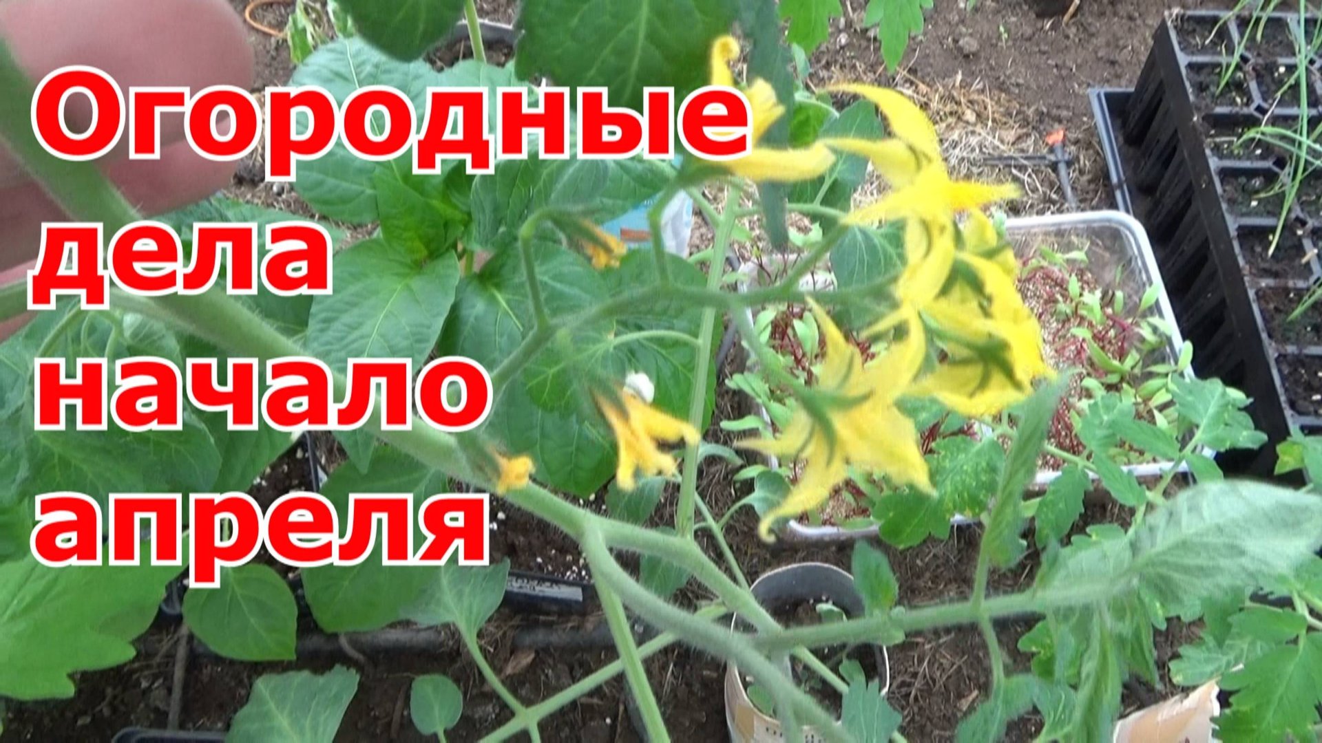 Дела огородные 27.03.-06.04.