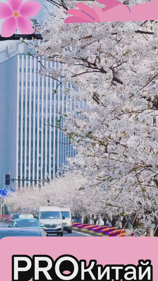 КОГДА САКУРА 🌸 ЦВЕТЕТ- СЛУЧАЕТСЯ МАГИЯ ✨САКУРА - ГЛАВНЫЙ ХИТ ВЕСНЫ #китай #путешествия #сакура