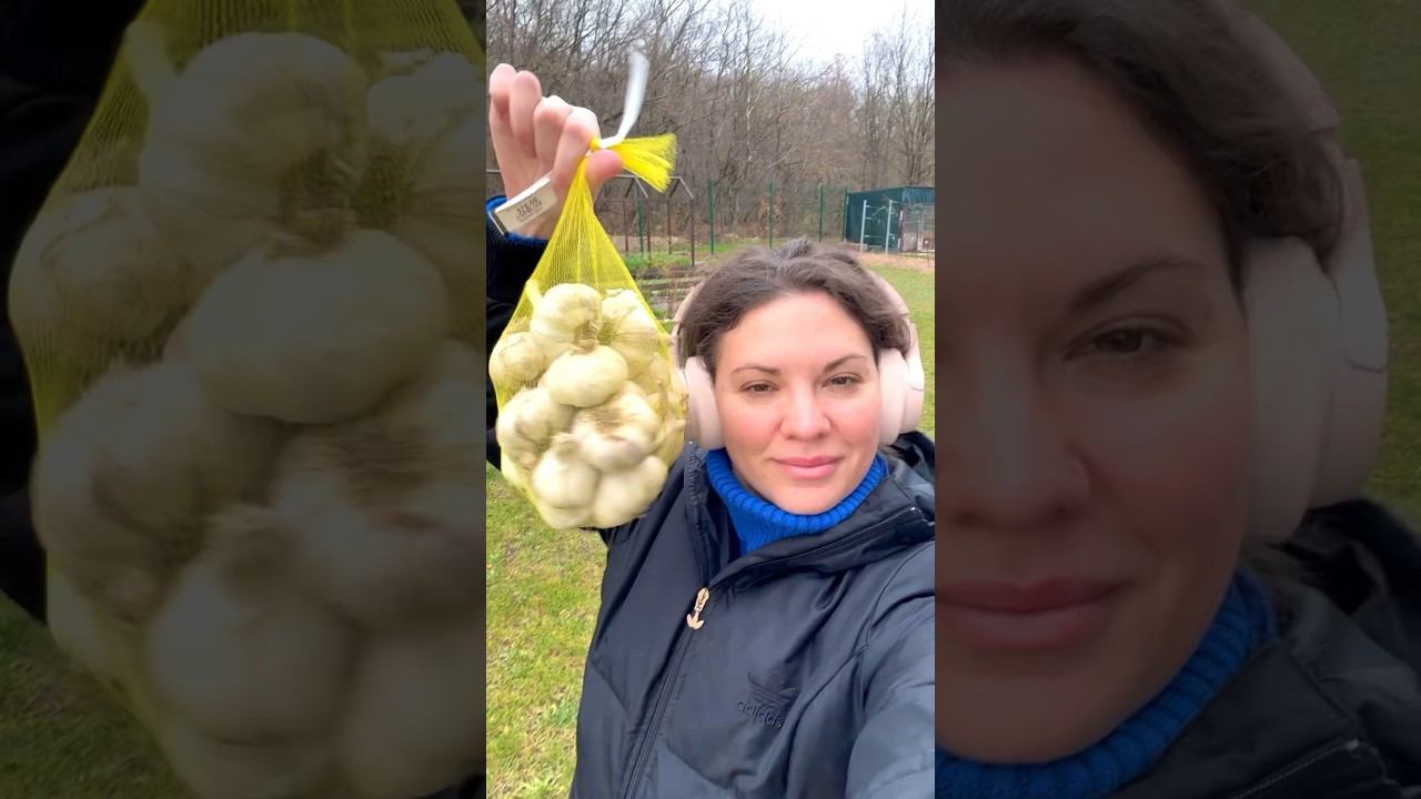 В декабре сажаю чеснок ! #чеснок #чеснокозимый #посадкачеснока