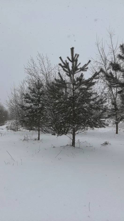 7 апреля, все метет #снегидет #заметает #снегопад #циклонзион #веснавРоссии #такаявесна #Россия