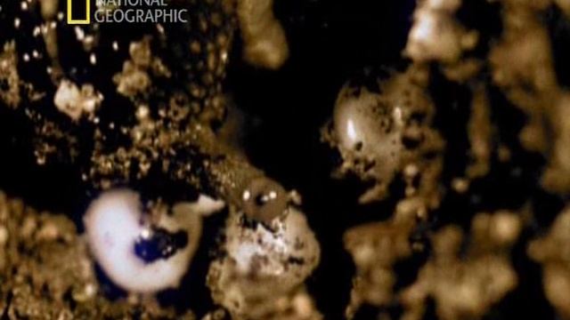 Дикий секс 6 серия «Извращенцы» (документальный сериал, 2005)