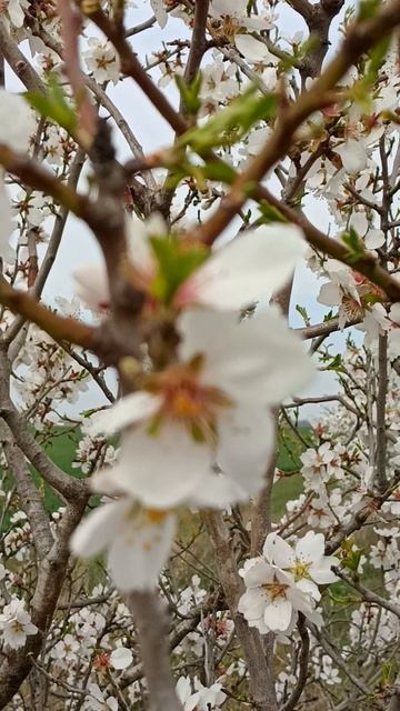 Цветущие лесополосы фруктовых деревьев в Сакском районе.