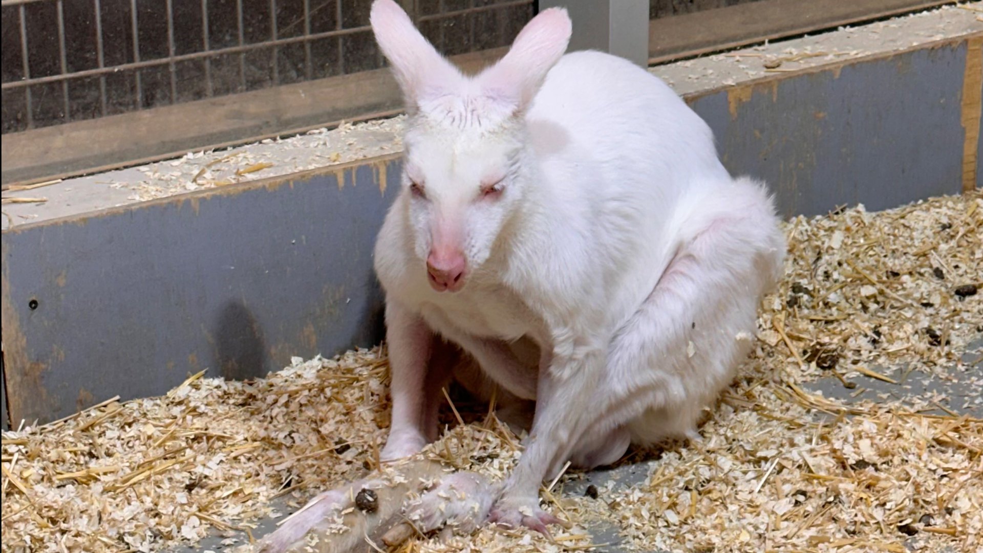 Вовка ходил к сурикатам и кроликам. Контактный зоопарк Белый Кенгуру.