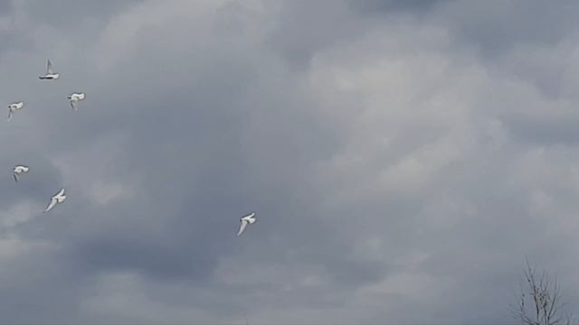 И ЗАЗВОНЯТ ОПЯТЬ КОЛОКОЛА...