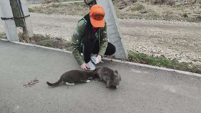 Снова кормим бездомных кошек😍