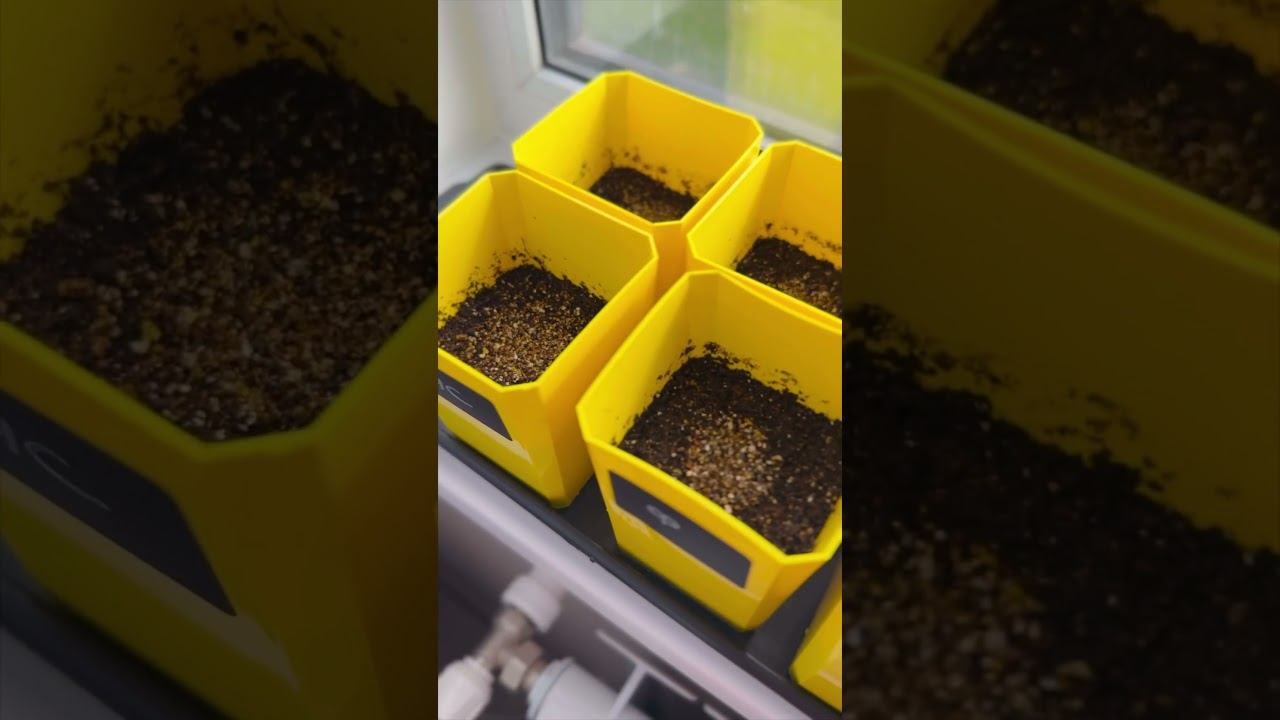 Рассадушка  #рассадатоматов #рассадаперцев #рассада #томаты #помидоры