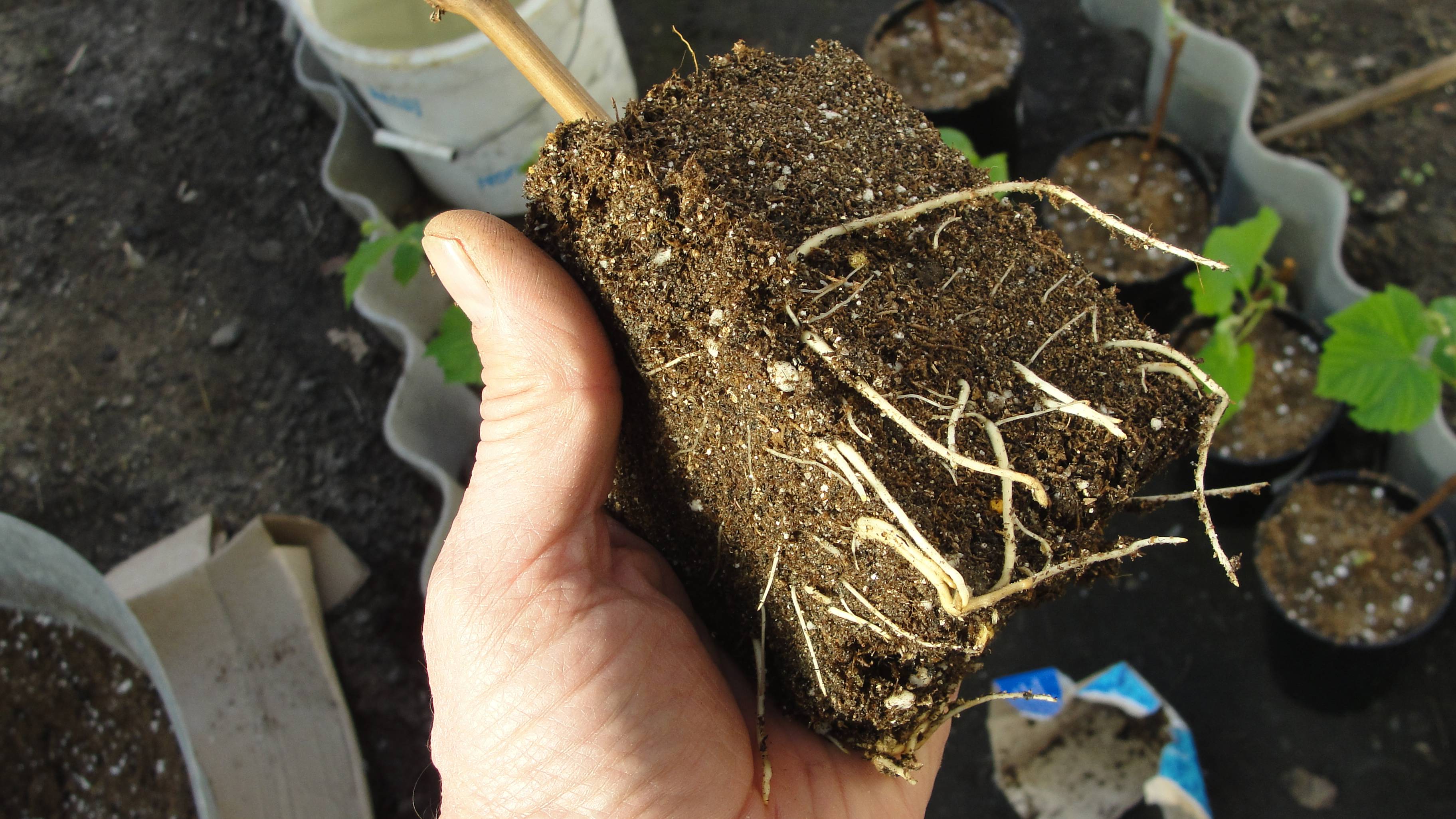 Пересадка  саженцев винограда