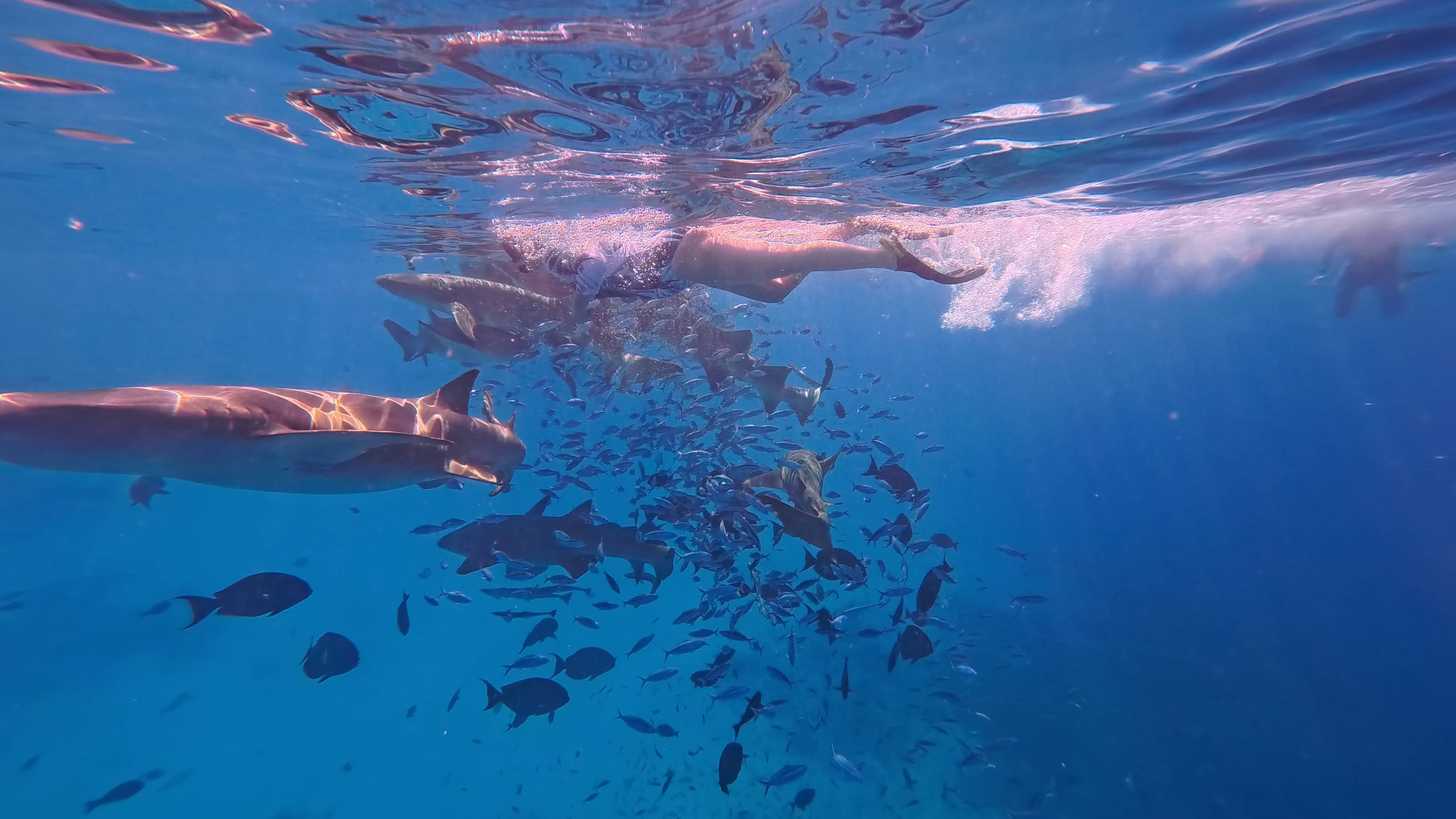 Поездка к акулам