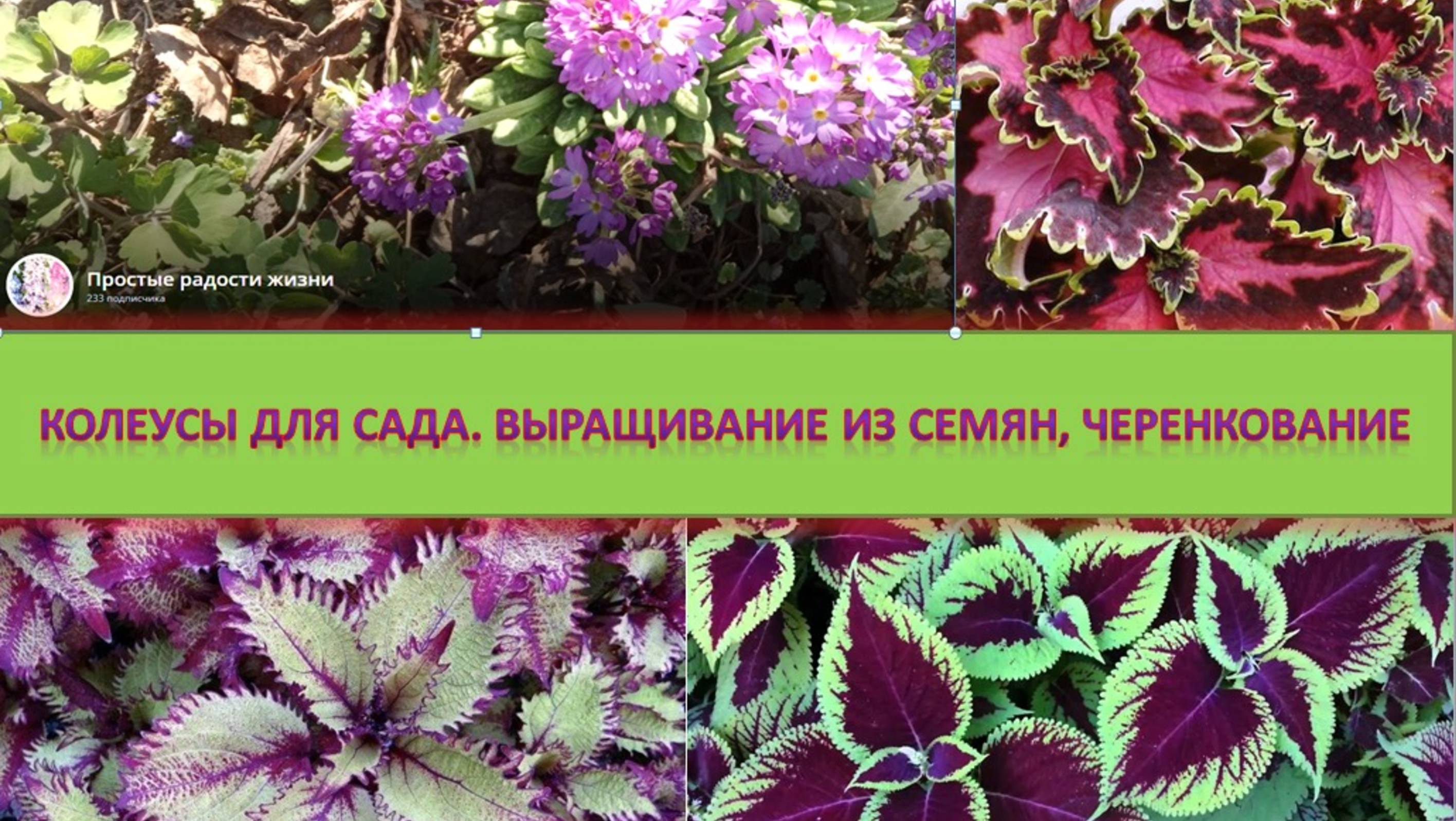 Колеусы для сада: выращивание из семян, черенкование #топыкатегорий