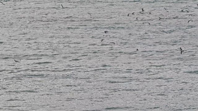 Дельфины в Анапе, 6 апреля 2025 года