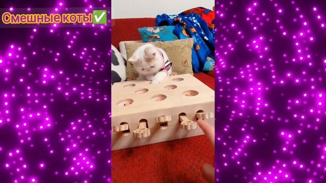 Смешные коты Подборка #22/ Забавные видео про домашних животных/ Смотреть приколы про котиков 2025