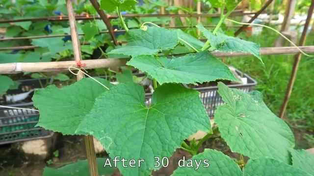 Хрустящие огурцы из своего огуречного сада!