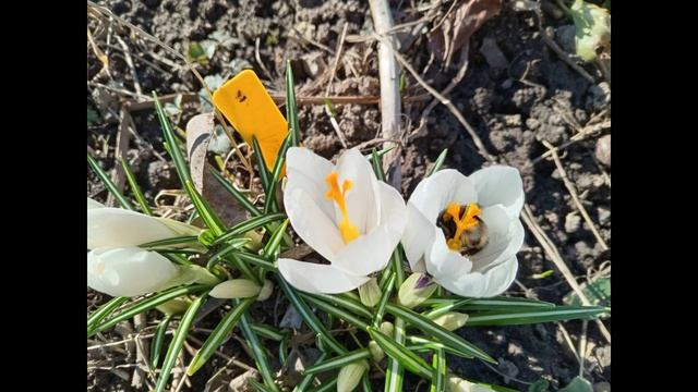 НАЧАЛО АПРЕЛЯ В САДУ.