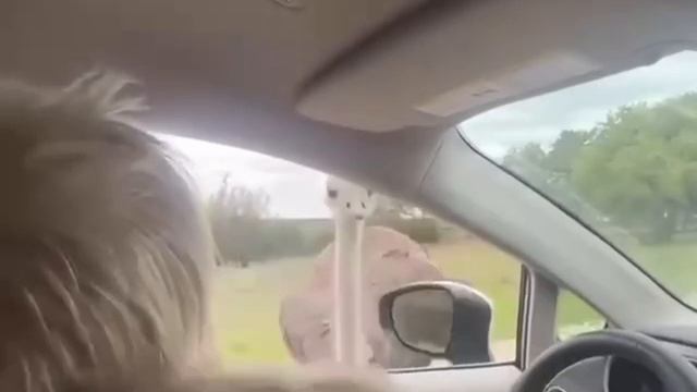 Страус vs Борис Джонсон