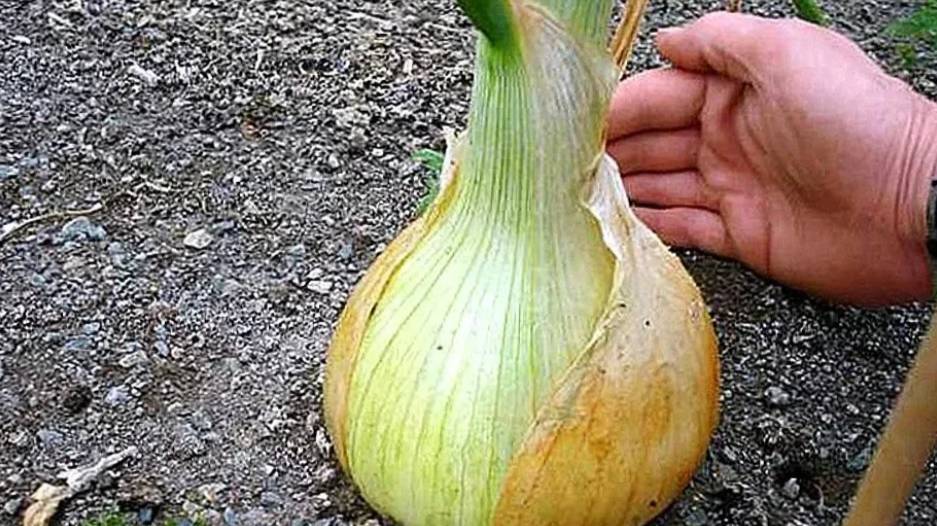 Сажаем Лук Эксибишен в Улитку 👍