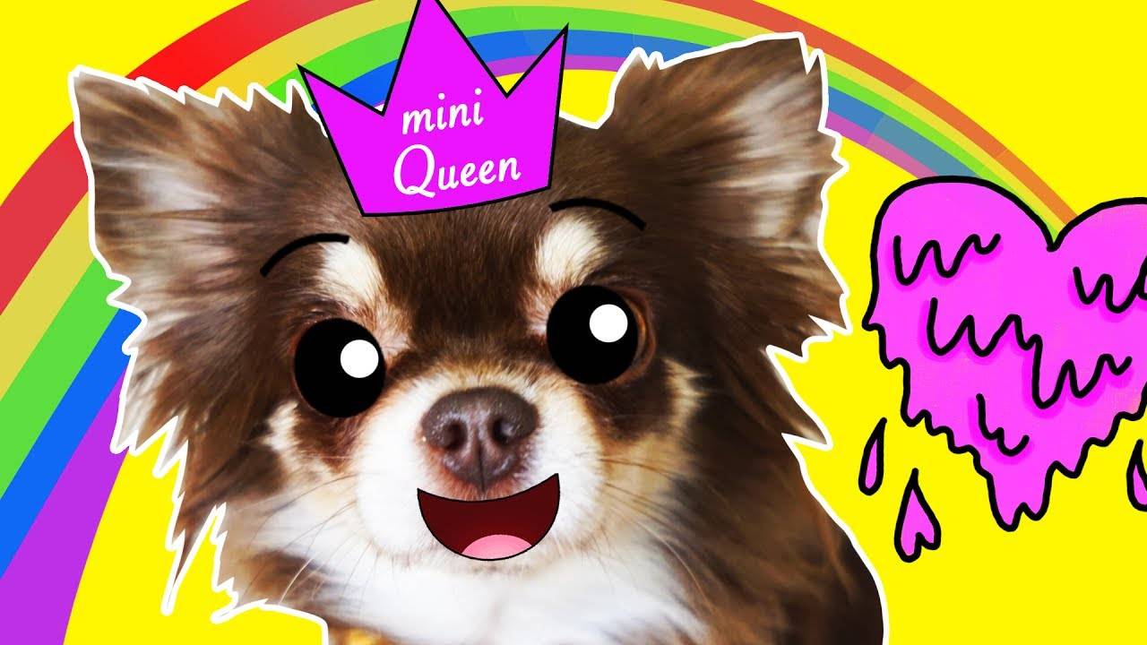 Новая жизнь Миши: появится ли ещё один вредный покемон в семье? 🐶💥