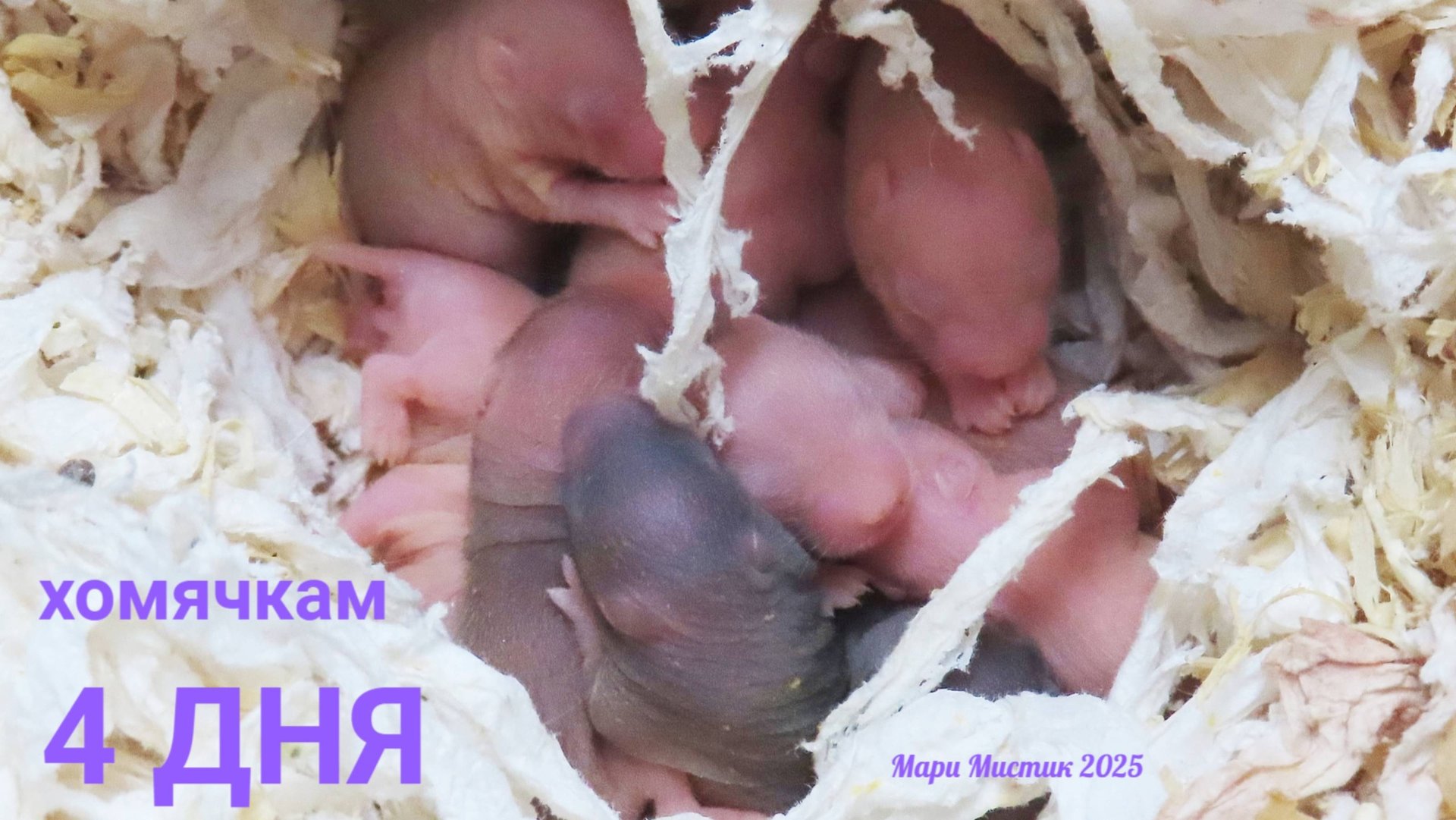 4 ДНЯ от роду #сирийскийхомяк #купить_хомяка 89215950848 #продаю_хомяка