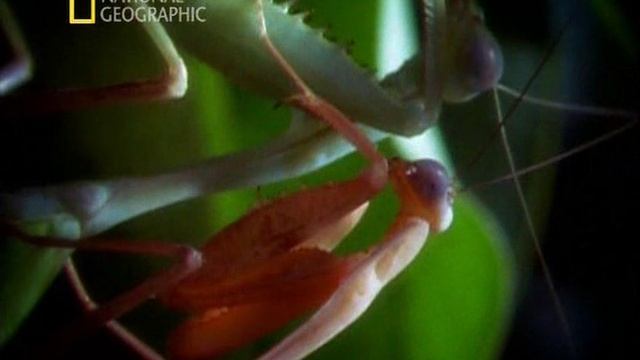 Дикий секс 2 серия «Роковые женщины» (документальный сериал, 2005)