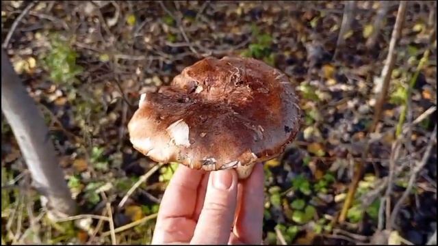 26.10.24 г. Сходили с мамой в грибы . Небольшая прогулка