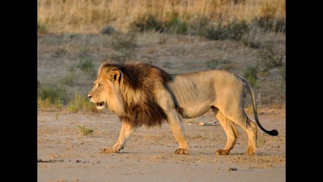 Развивающие видео для детей "Лучик света".  Энциклопедия для детей про животных. Лев