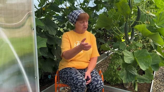 Почему у огурцов желтеют, усыхают, не развиваются завязи.