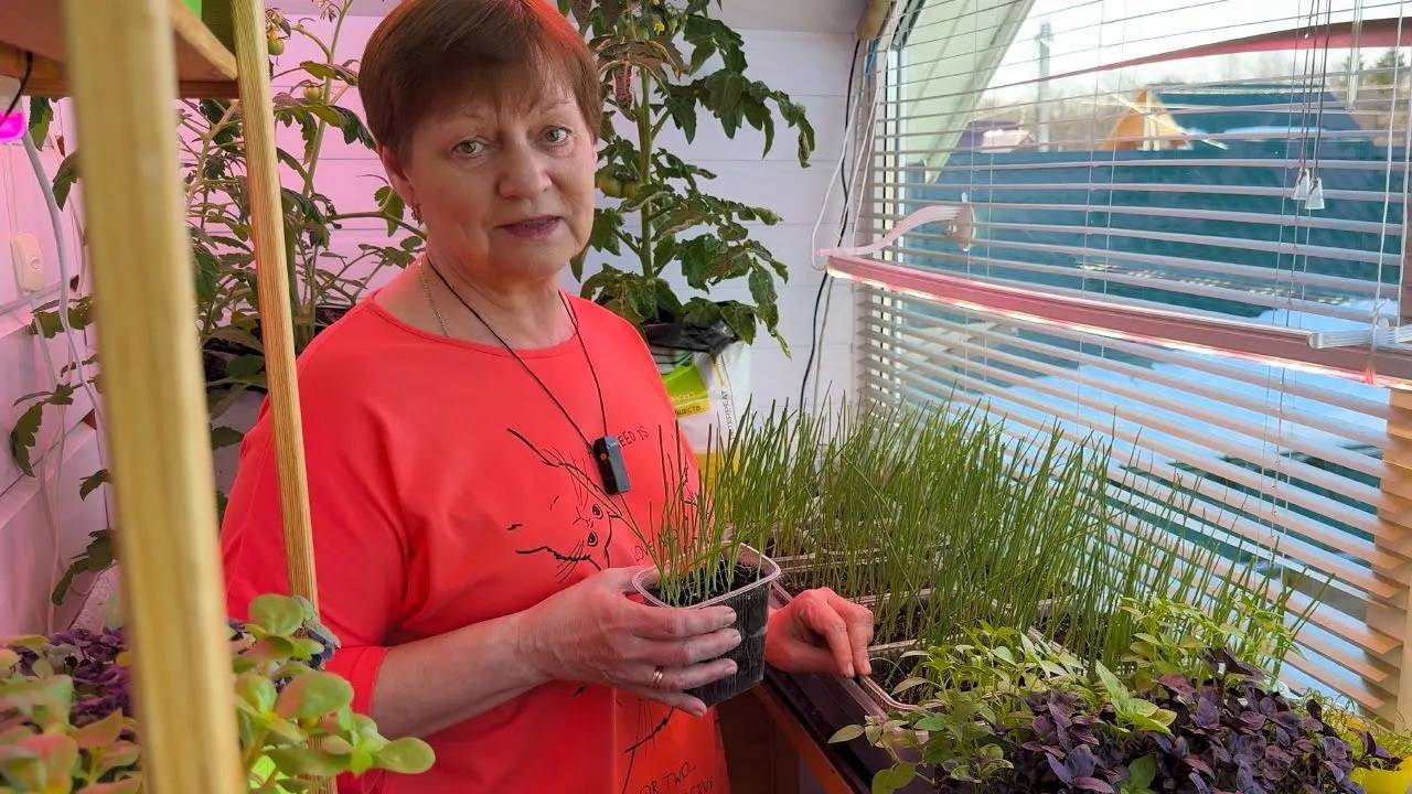 Не забудьте про ЛУК и ЧЕСНОК.  Весенние подкормки и уход.