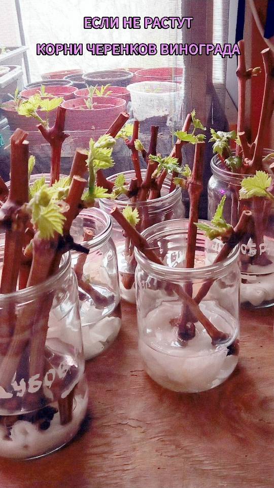 Если не растут корни черенков винограда