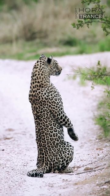 Покой, сила, готовность к действию. HORA® TRANCE SPORT — эволюционная гимнастика будущего #HTS