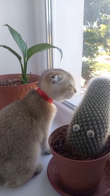 Свободу котикам!