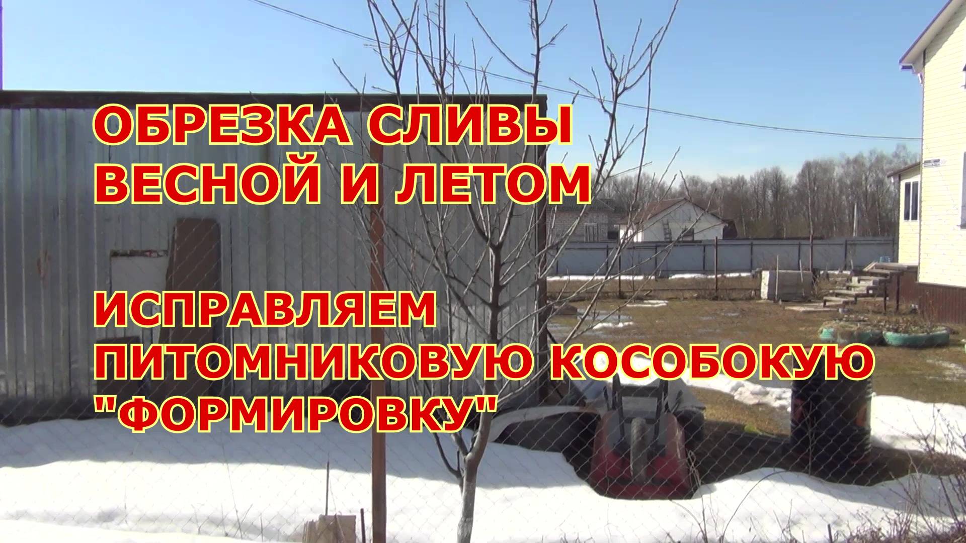 Обрезка сливы весной и летом. Однобокую уравновешиваем