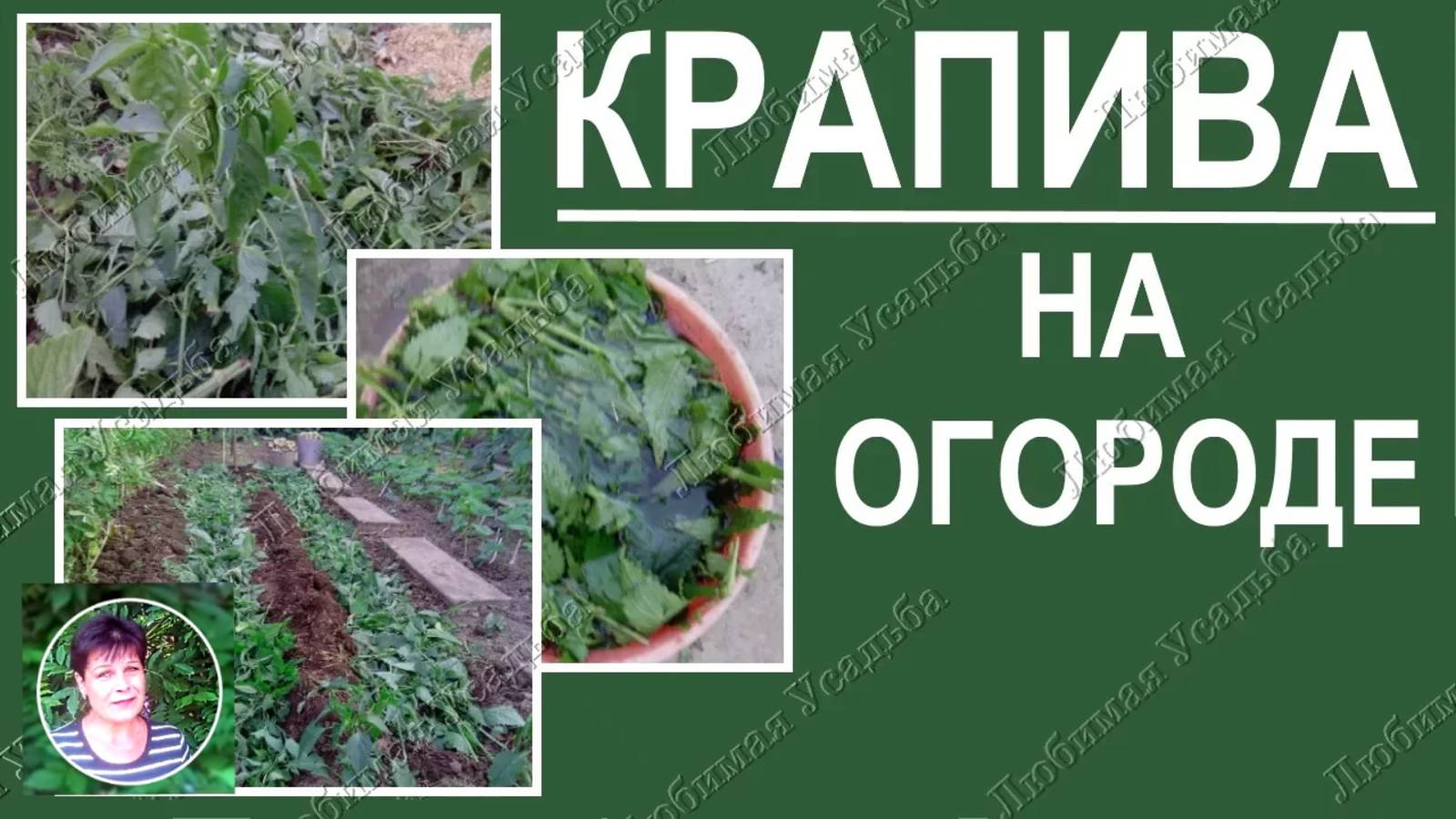 Применение крапивы на огороде  и не только как удобрение