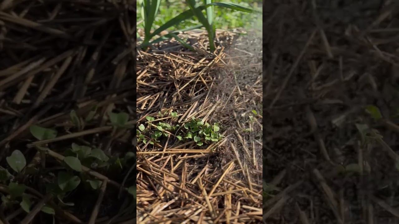 Руккола, редиска, салатик в открытом грунте в начале апреля  #краснодарскийкрай #зеленушка