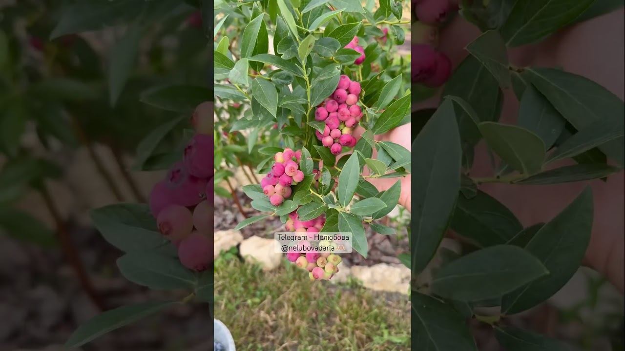 А ты знаешь об этом сорте голубики? #голубика