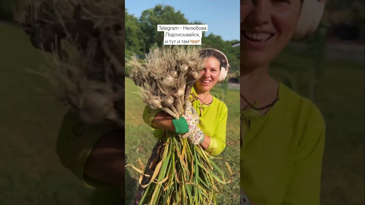 Вот это урожай чеснока!!!! Супер сорт  #чеснок