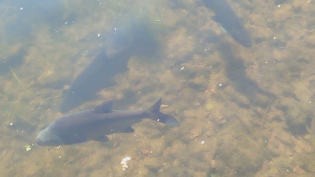 Уточки и рыбки в Морском канале. Петергоф, июль 2024