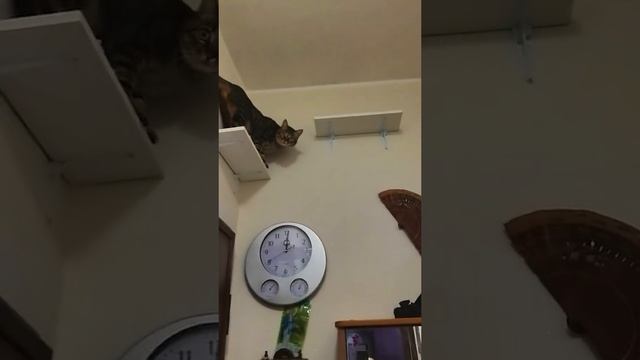 Палестра для кошки.