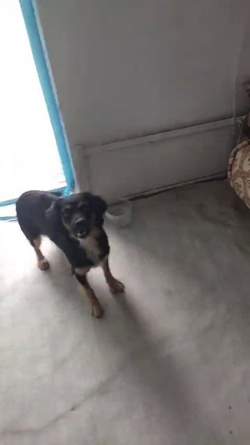 дрессируем собачку