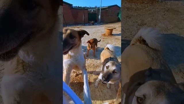 Спасибо помощникам и друзьям! ❥ Благодарности от собачек приюта ❥ Приют в Малинках