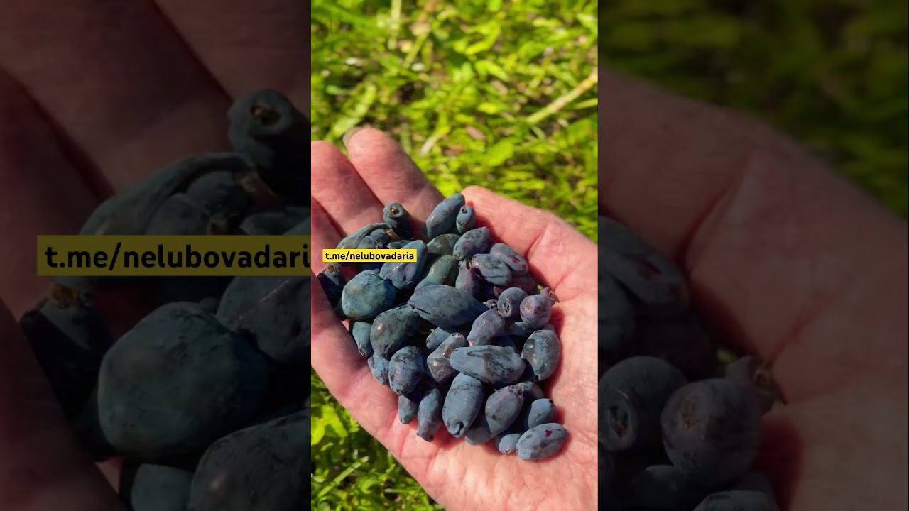 Ягоды в мае: жимолость и клубника! #ягоды #жимолость #клубника