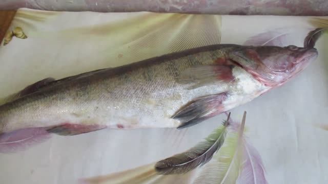 Речная рыба  Судак  с городского рынка     в Удмуртии