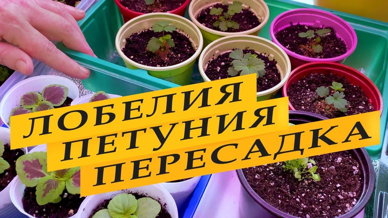Рассада петунии и лобелии. Пересадка, дальнейший уход.
