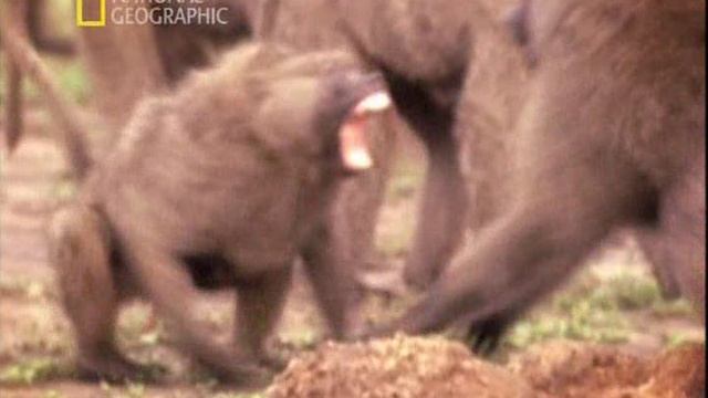 Дикий секс 3 серия «Либидо» (документальный сериал, 2005)