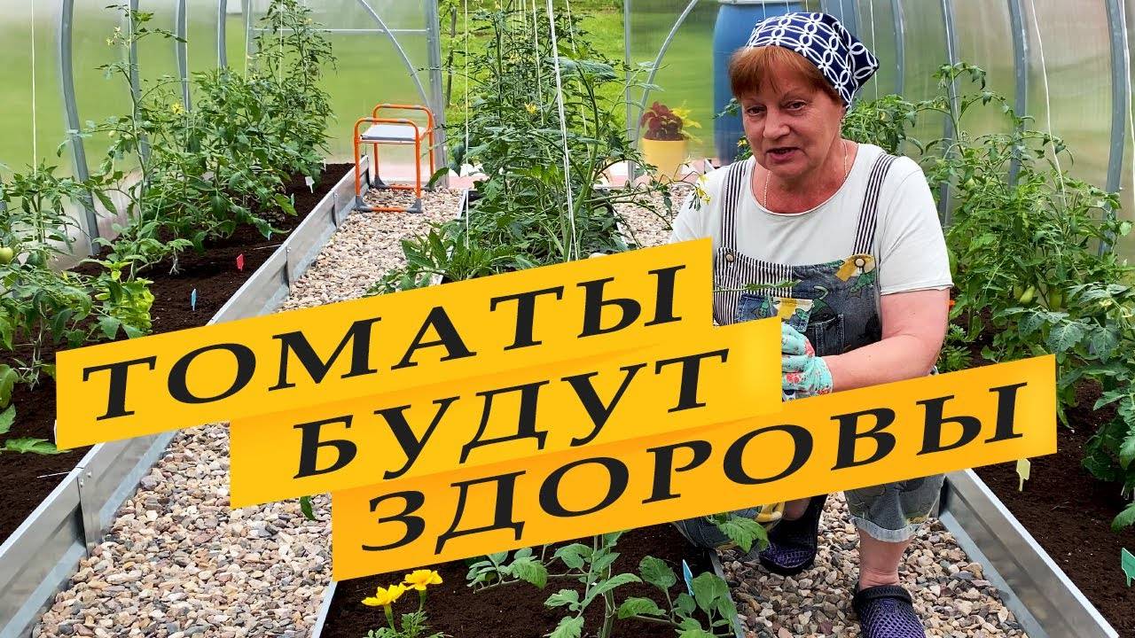 Томаты. Предупреждаем ранние болезни.