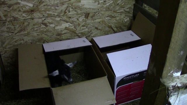 Муромцево 4 апреля 2025г Козлятушки ркбятушки ...