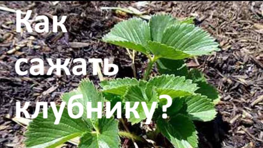 Как сажать клубникУ?  Супер способ: 100% приживаемость!