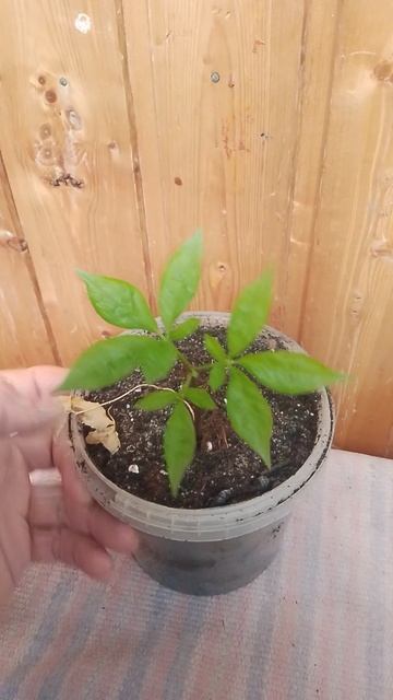 ЖЕНЬШЕНЬ 3 ГОДА